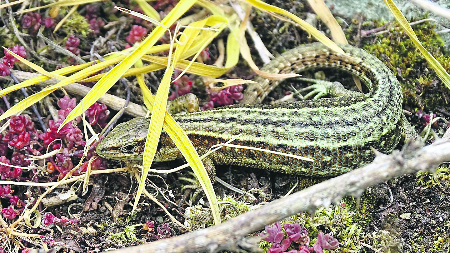 Irish Lizards In Ireland